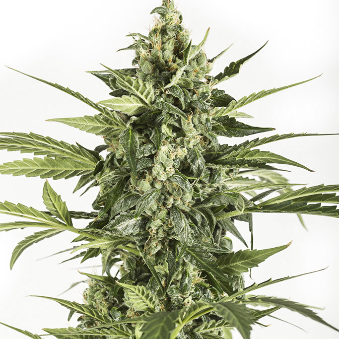 Blue Cheese Auto - Dinafem - Autoflowering | Overgrow Blue Cheese Auto - Dinafem - Autoflowering | Overgrow